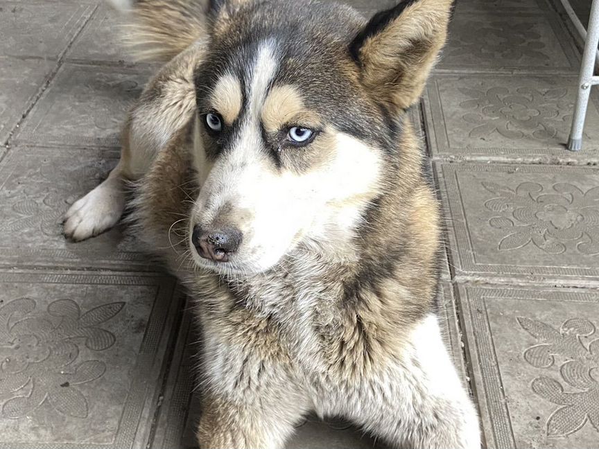 Щенки хаски в добрые руки