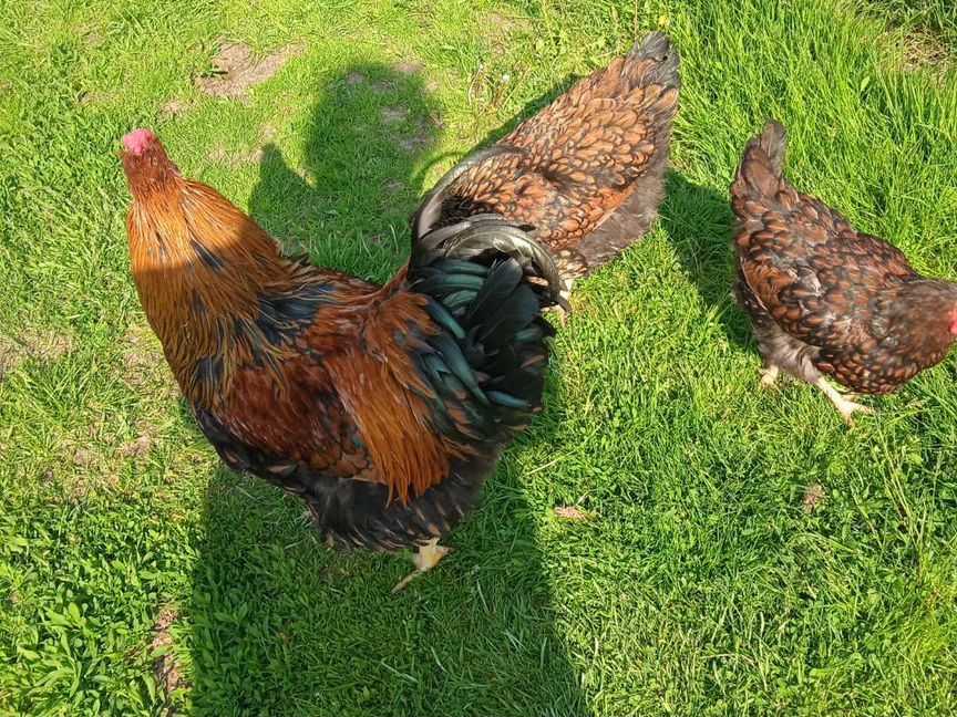 Семья виандот