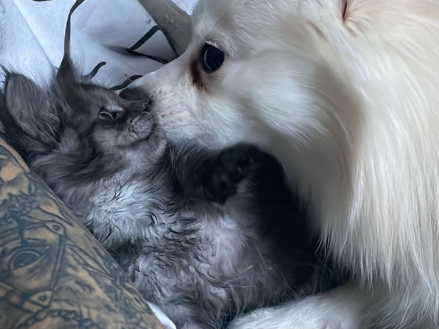 Подбор котят