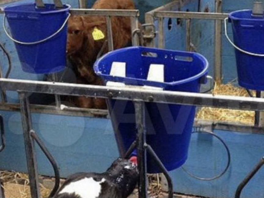 Поилка для телят, Соски для телят