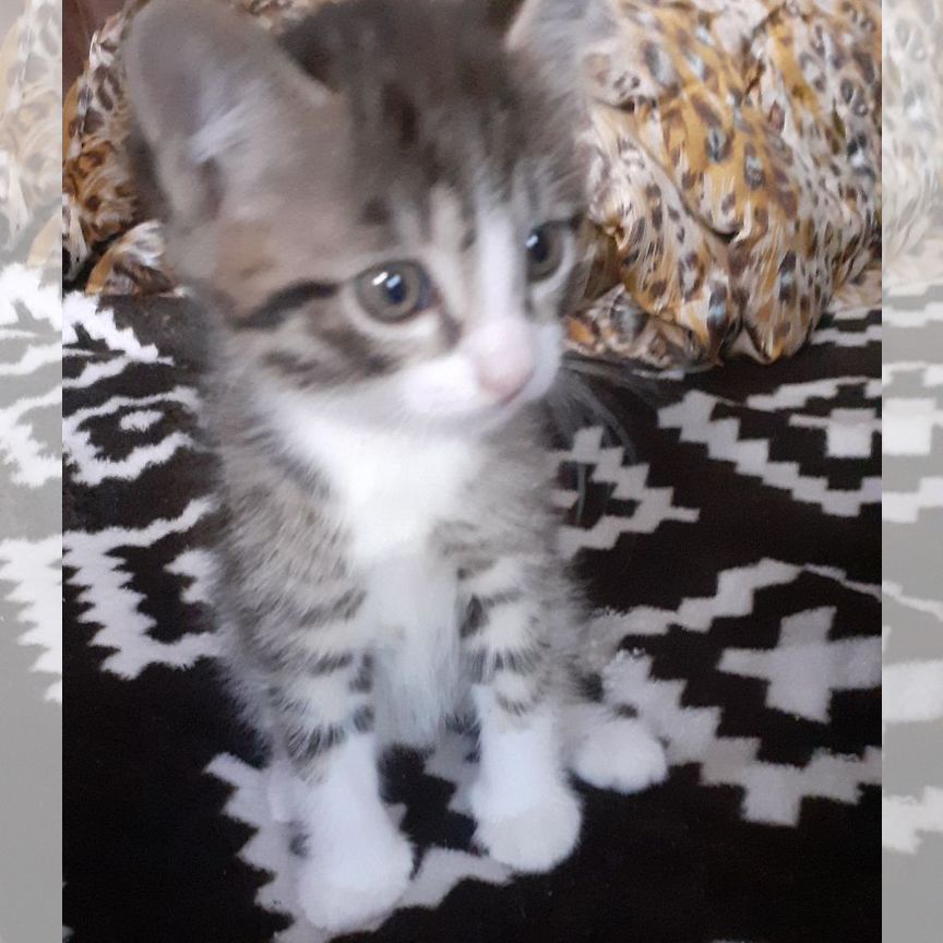 Катенок котик