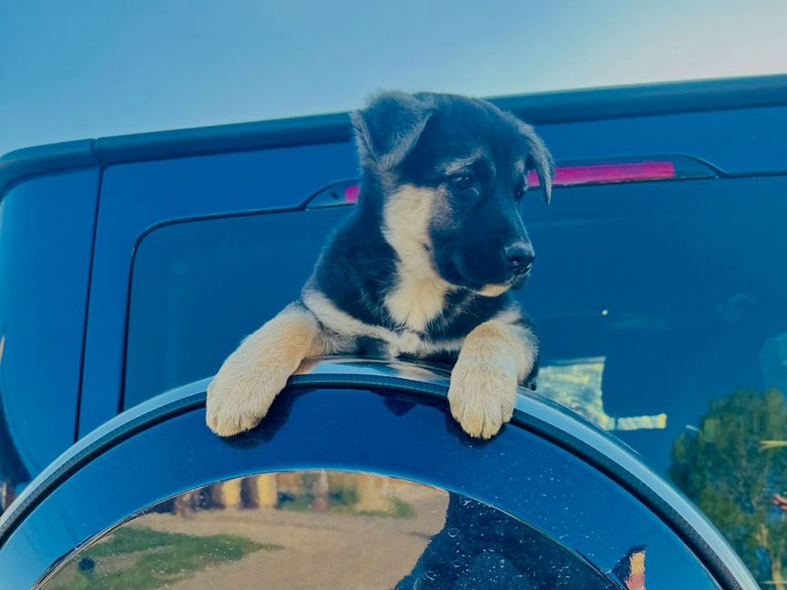 Щенки бесплатно