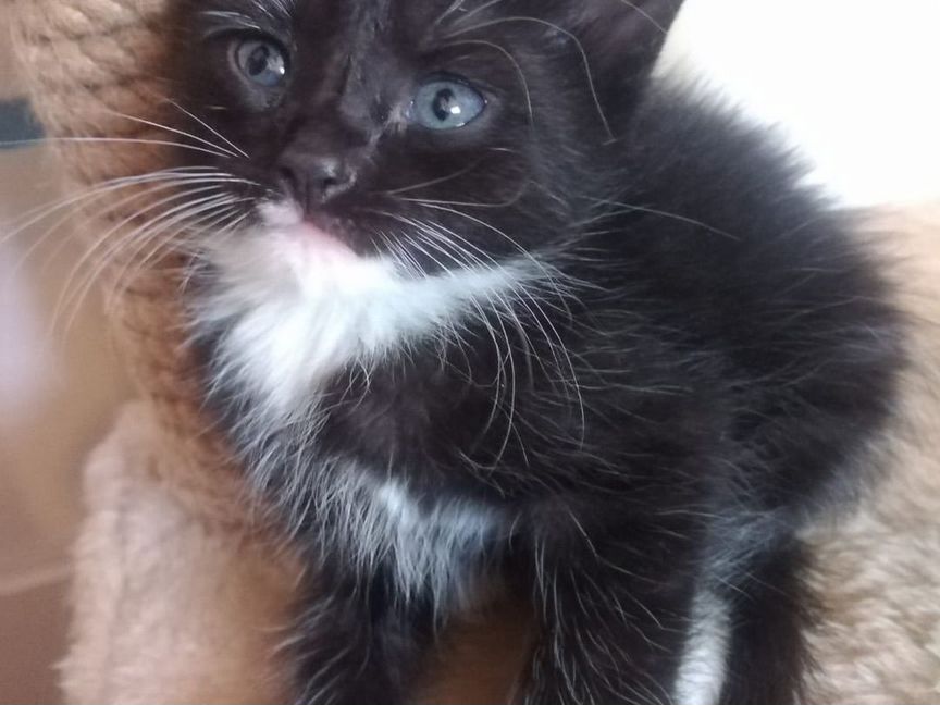 Нарядная кошечка