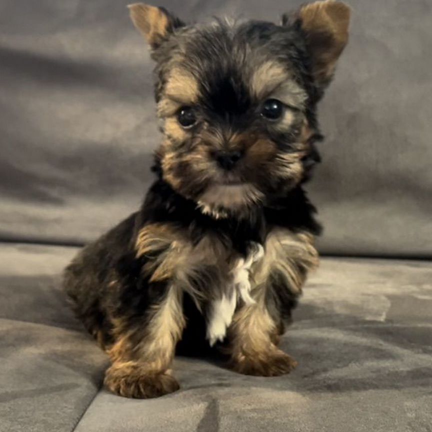 Йоркширский терьер, щенок
