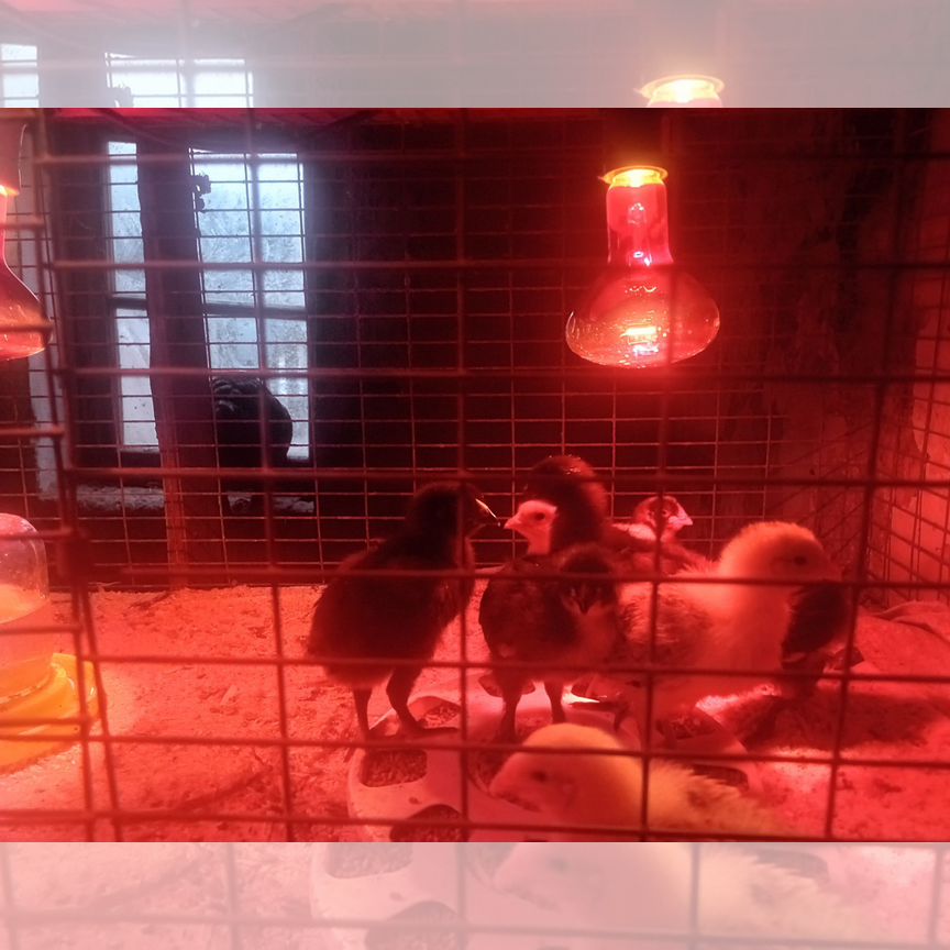 Цыплята доминанты брама