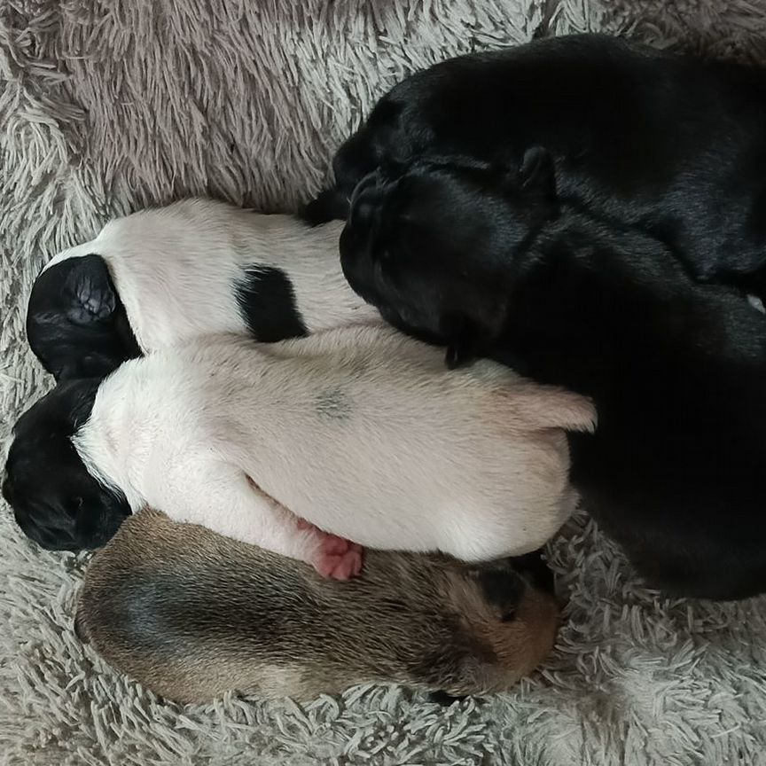 Щенки французского бульдога