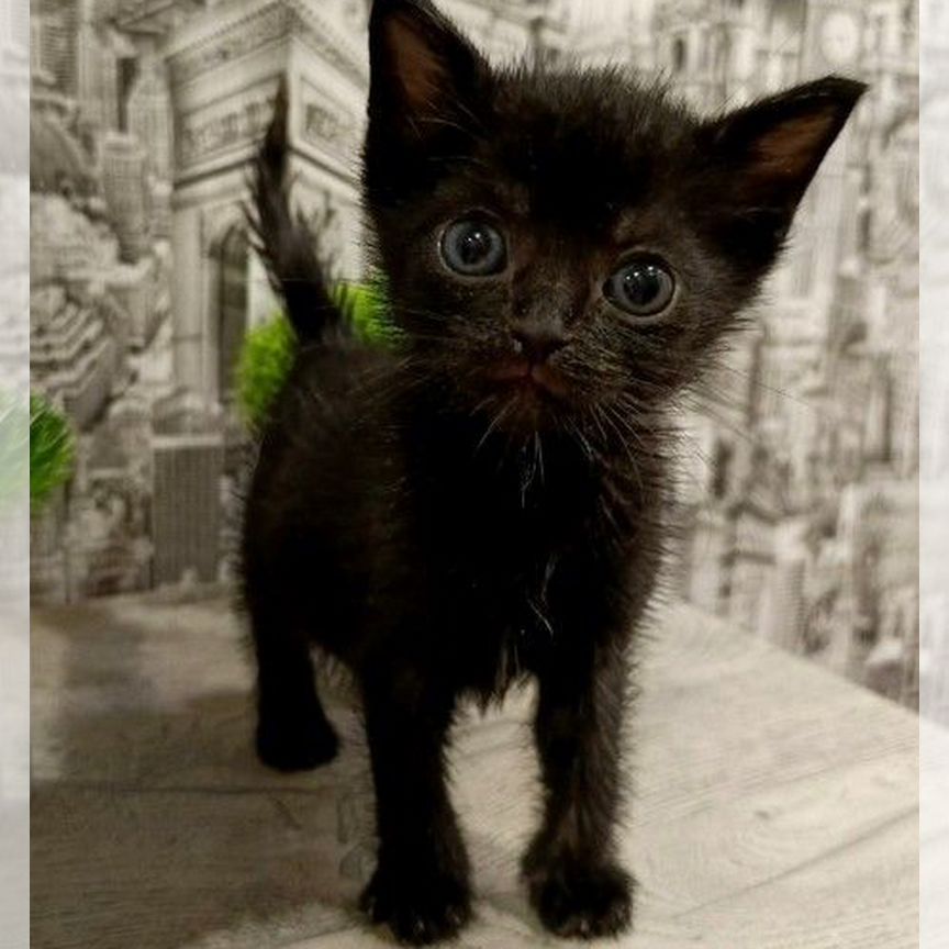 Котёнок в добрые руки