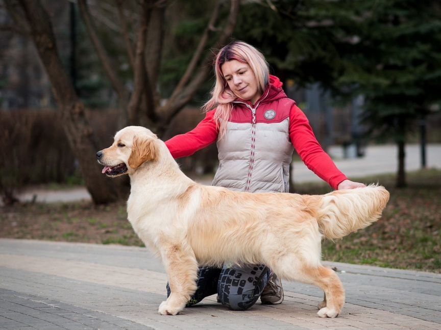 Золотистый ретривер для вязки
