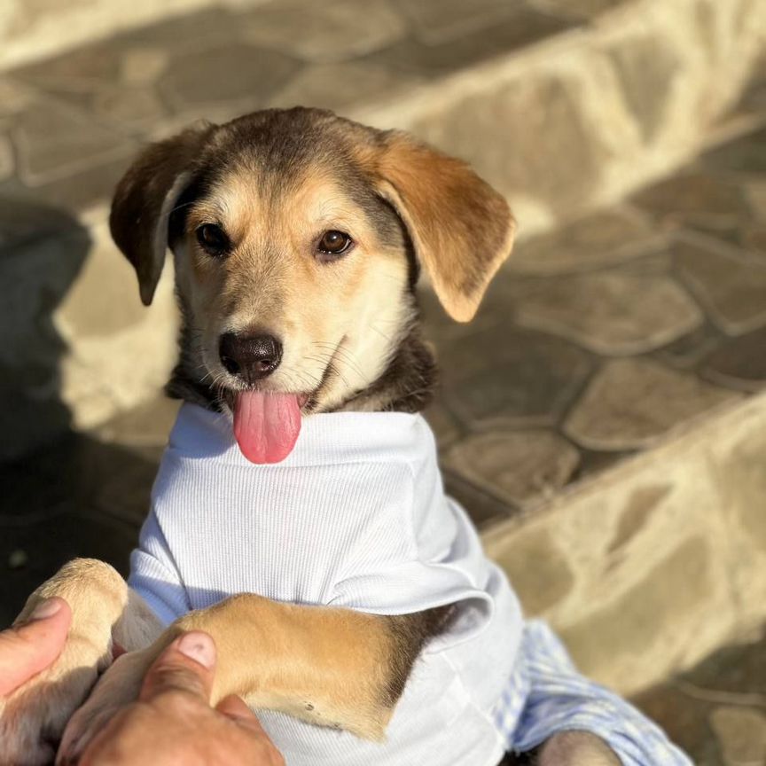 Щенок девочка в добрые руки