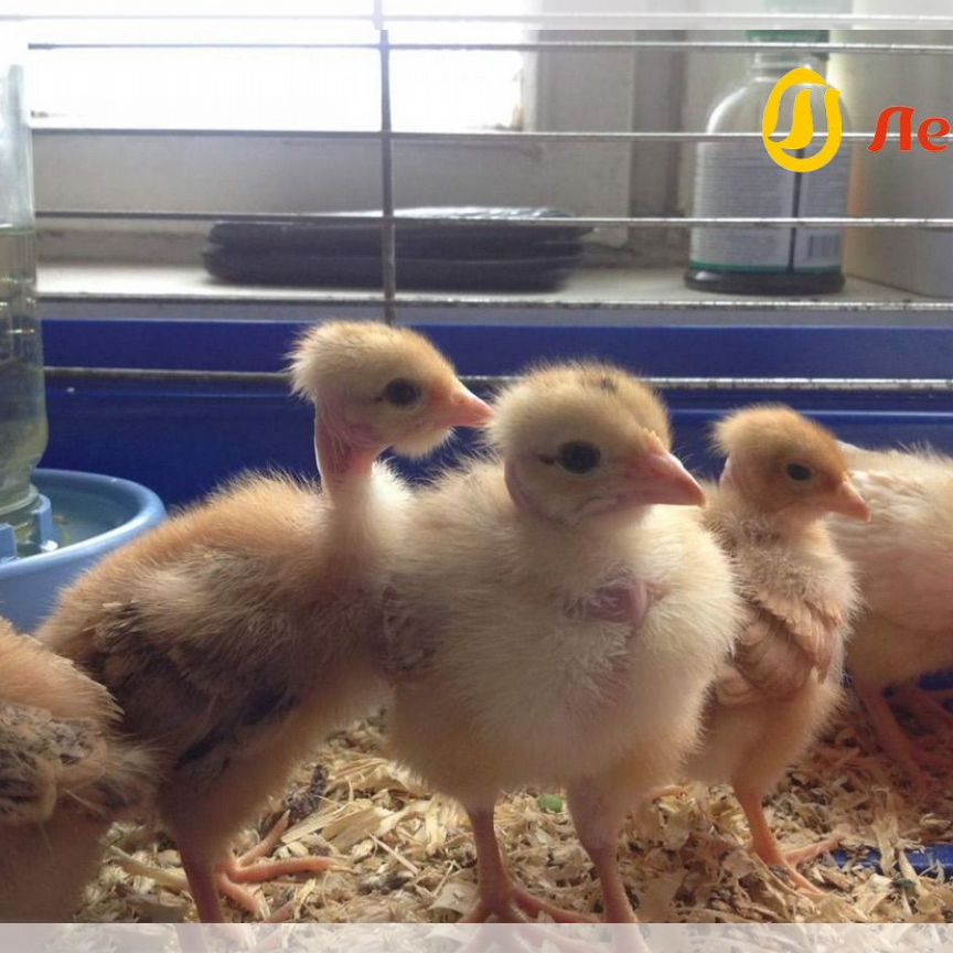 Цыплята Голошейка суточные