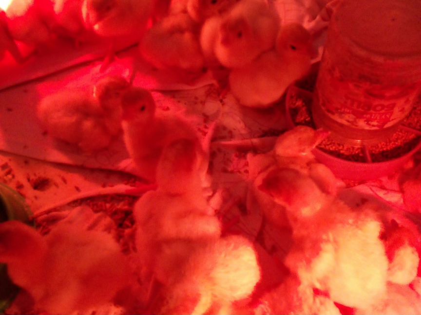 Индюшата хайбрид конвертер италия