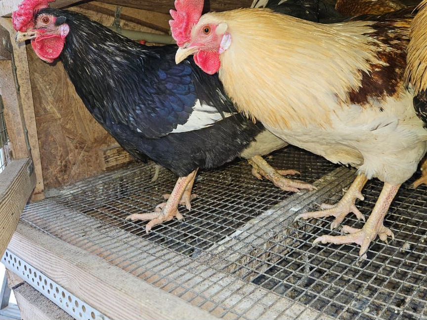 Курицы несушки