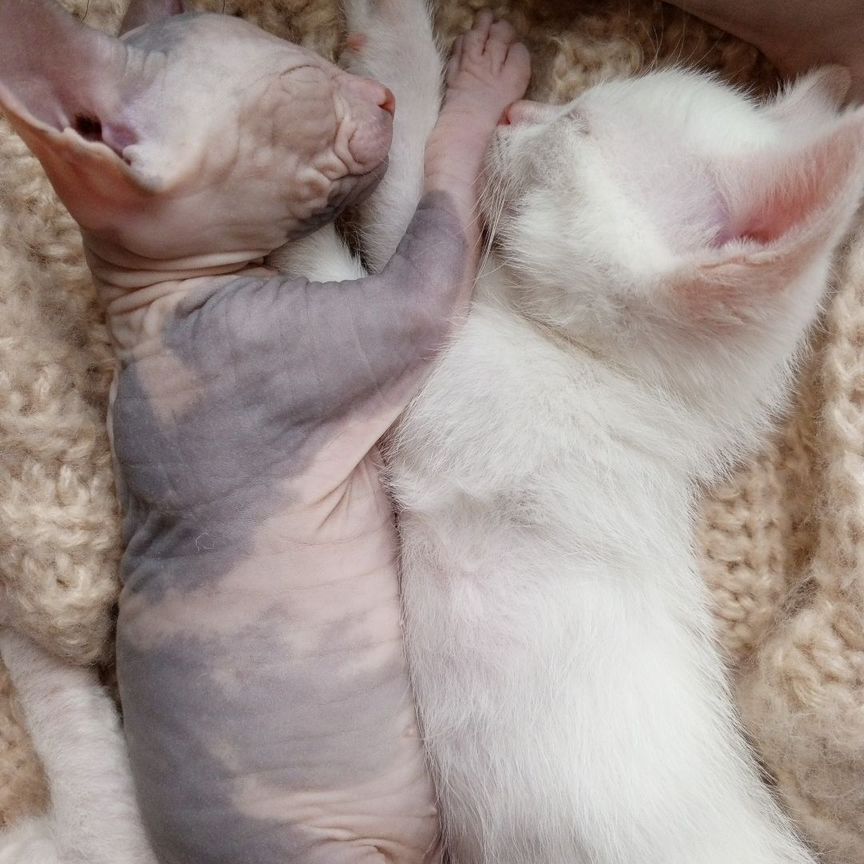 Сфинкс котята
