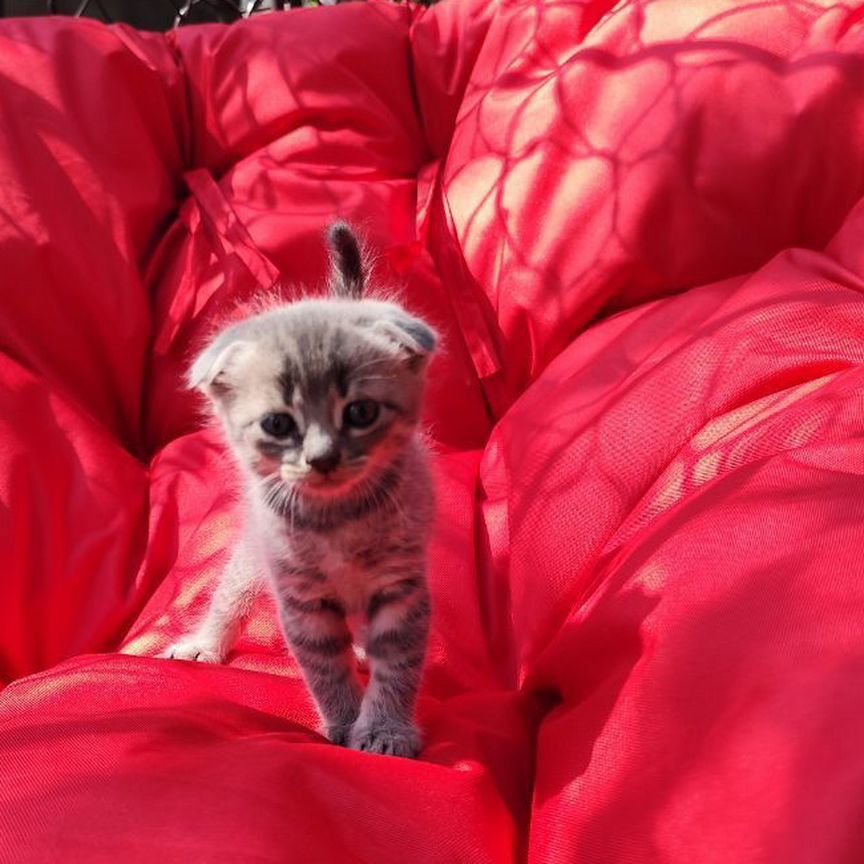 Котята шотландцы вислоухие мальчик