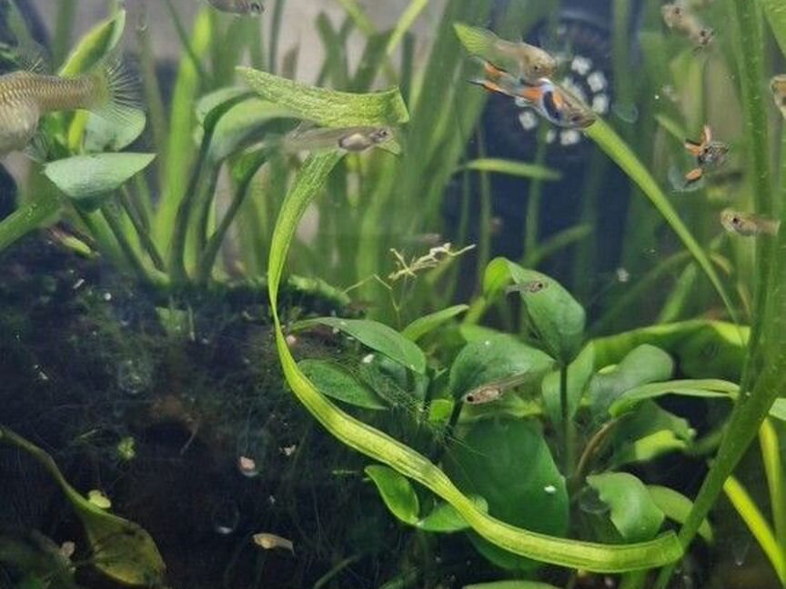 Гуппи эндлера