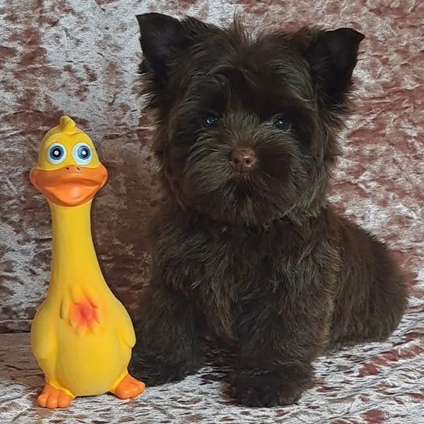 Йоркширский терьер, щенок