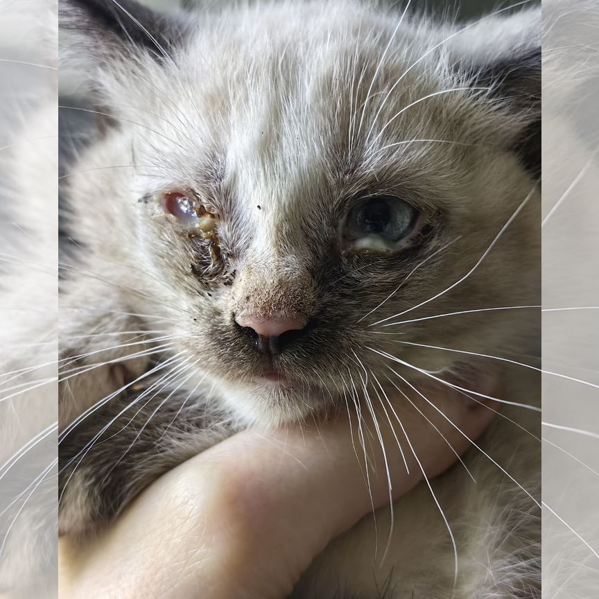 Котёнок в добрые руки