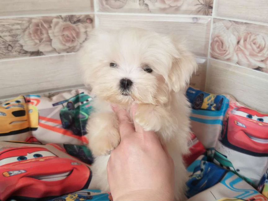 Щенки мальтезе мини