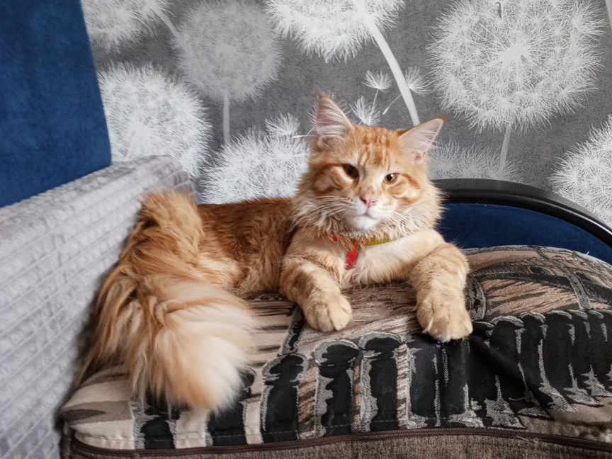 Продам котёнка мейн куна
