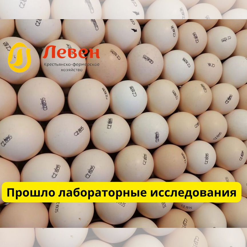 Инкубационное яйцо кобб 500 и Росс 308 из Европы