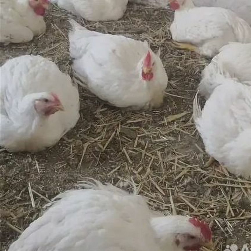 Домашние куры бройлеры