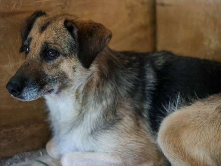 Глаша ищет дом