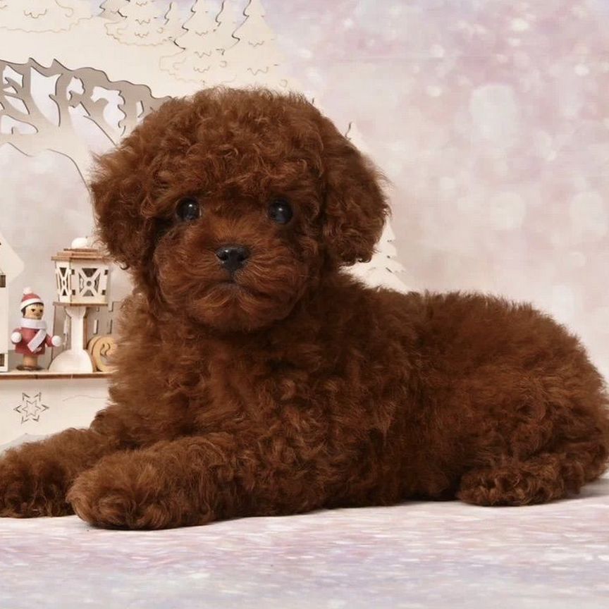 Той-пудель, щенок