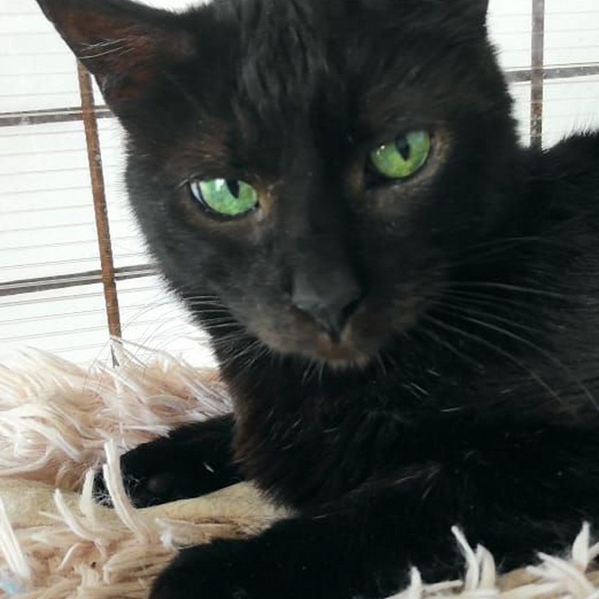 Кот с изумрудными глазами