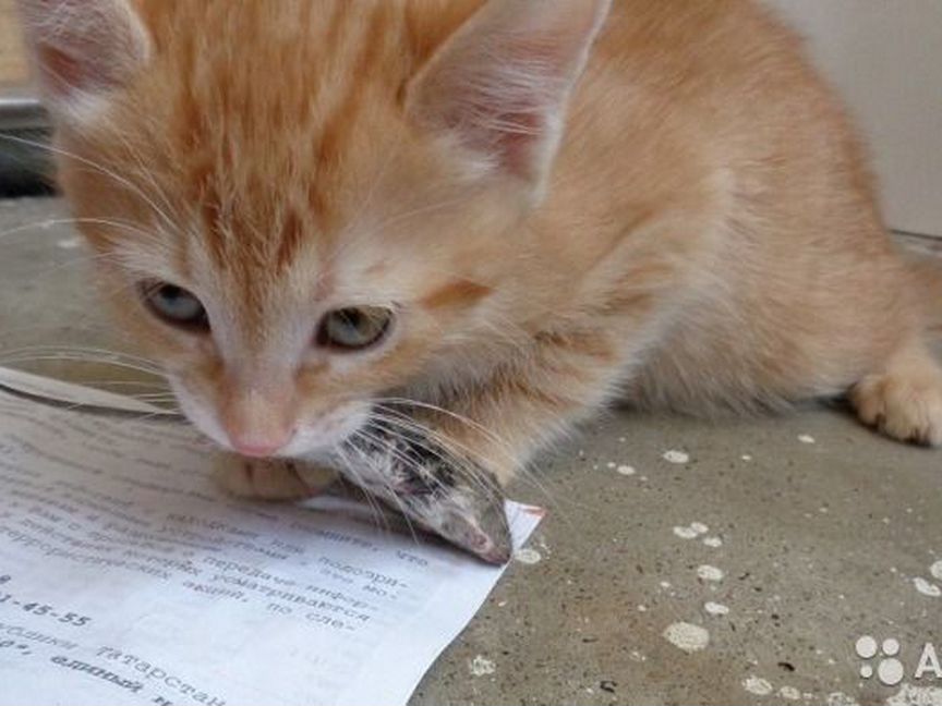 Котята кельтской породы от родителей крысоловов
