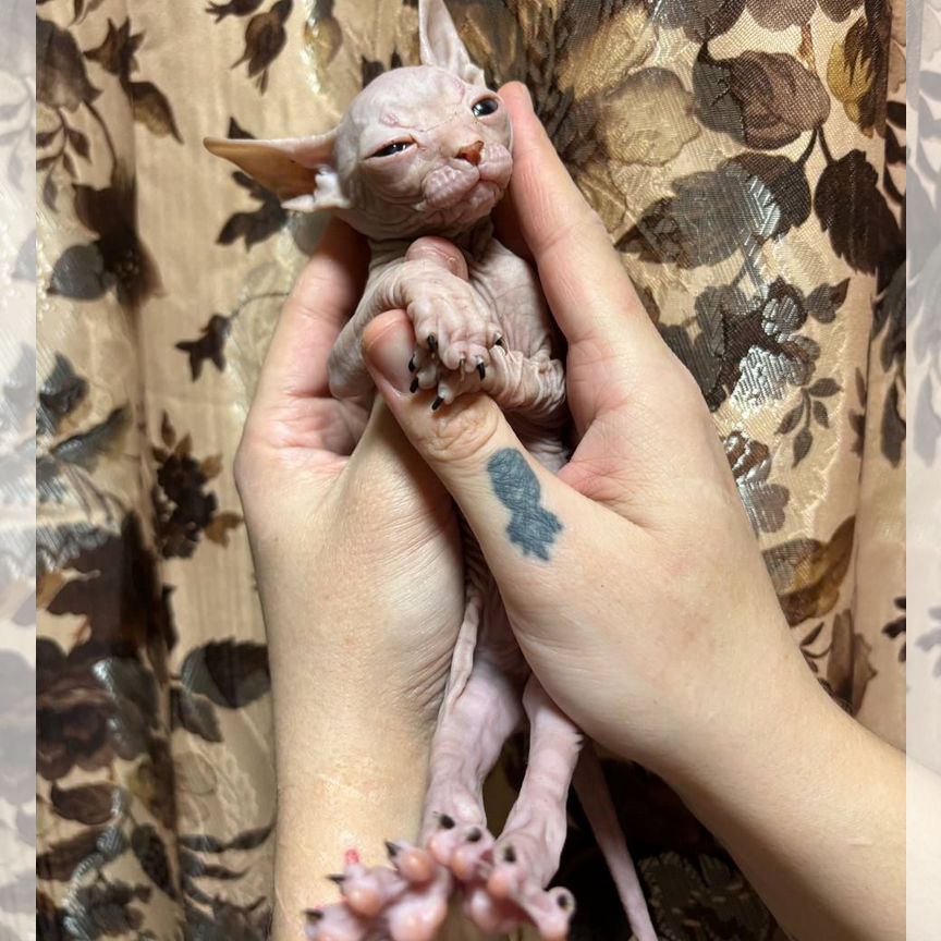 Донской сфинкс котёнок