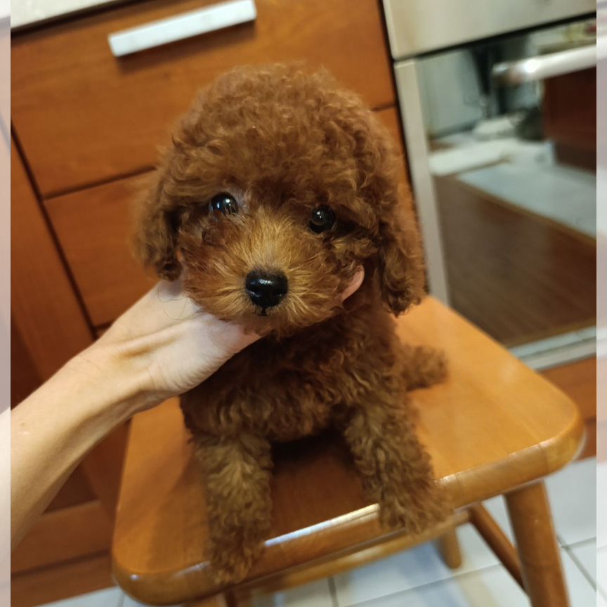 Той-пудель, щенок