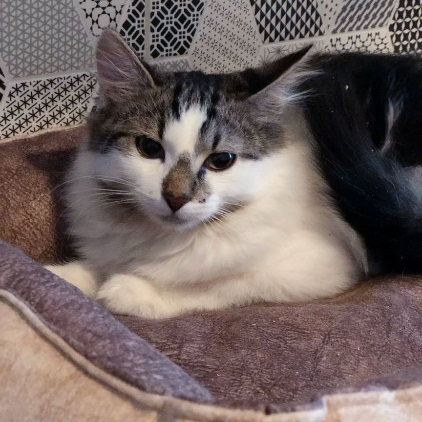 Котёнок Роберт