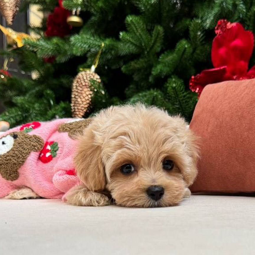 Мальтипу, щенок