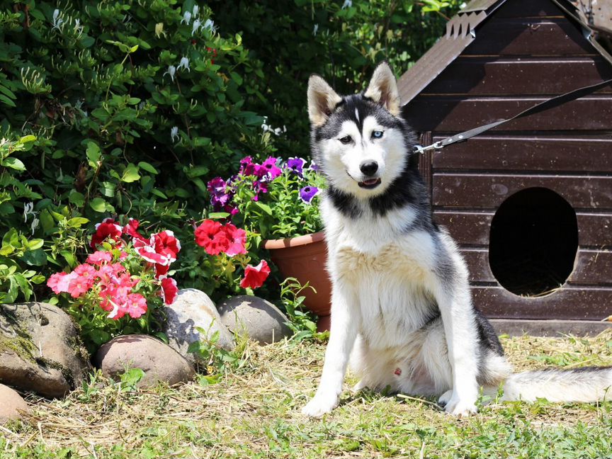 Мальчики Помски
