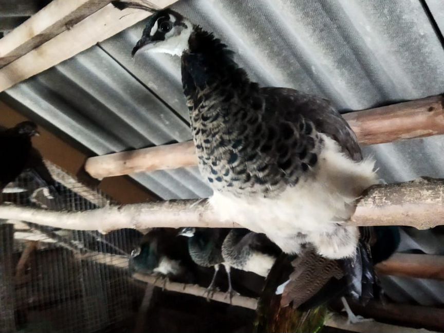 Павлины продажа