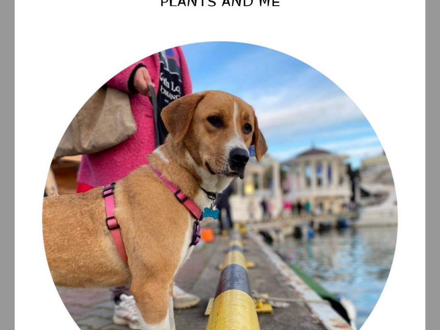 Собака в добрые руки