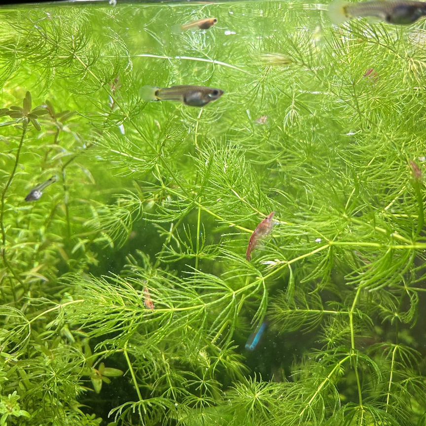 Аквариумные рыбки гуппи