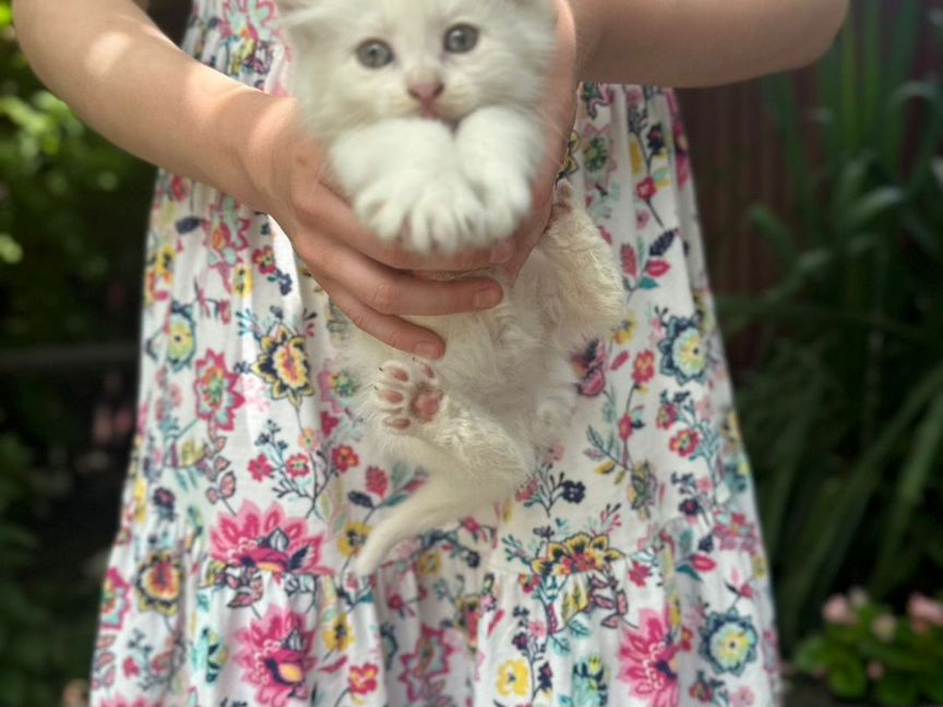 Котенок в добрые руки
