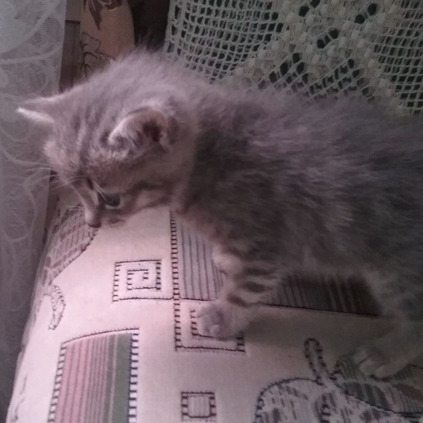 Шотландский вислоухий короткошёрстный котёнок