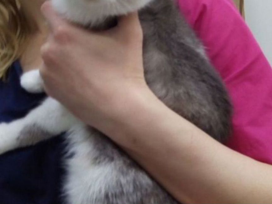 Кошка. Кошечка. Красивая очень.)