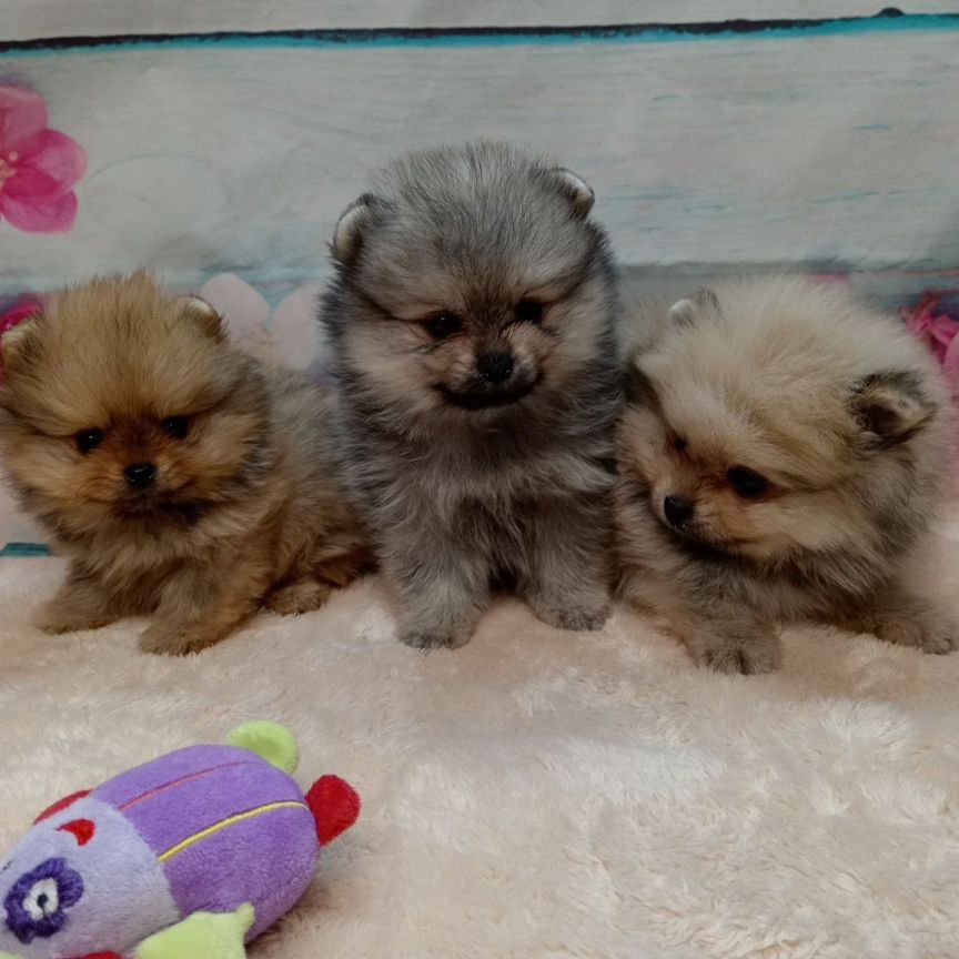 Шпицульки померашки