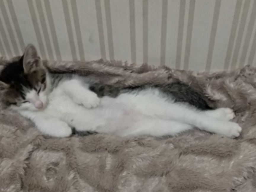 Котенок 2 месяца.,Кот в сапогах