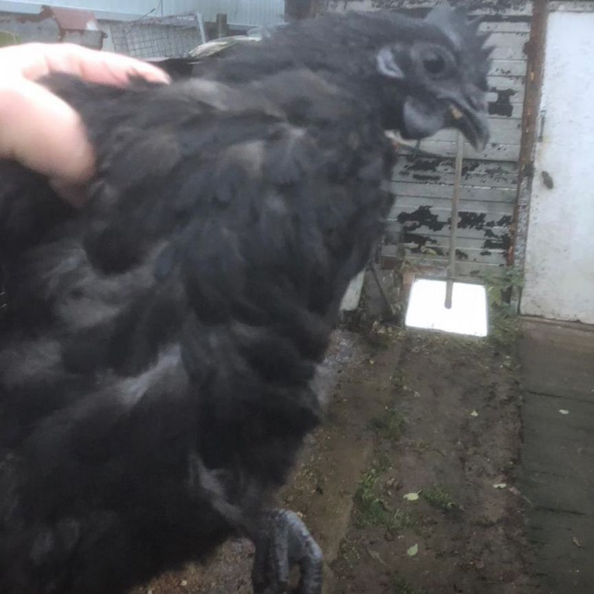 Черная курица