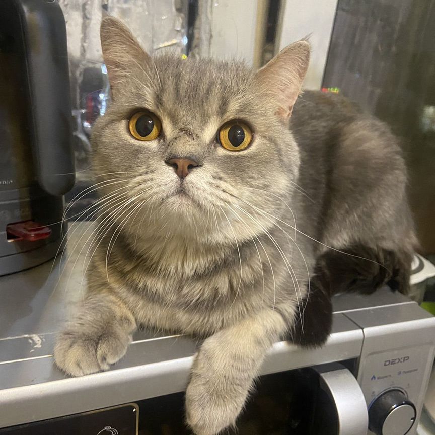 Шотландский кот