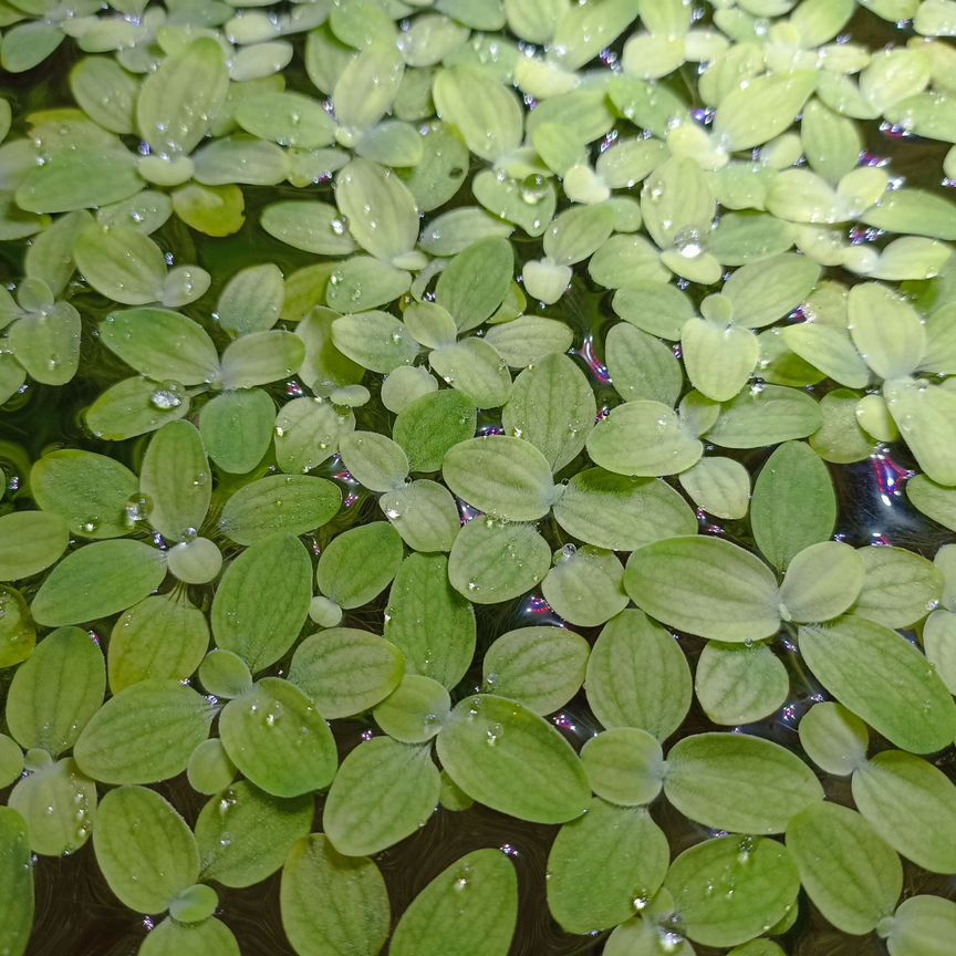 Аквариумное растение пистия