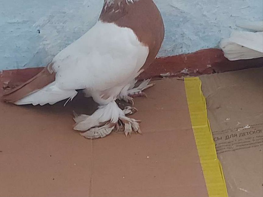 Голуби благодарненские продажа