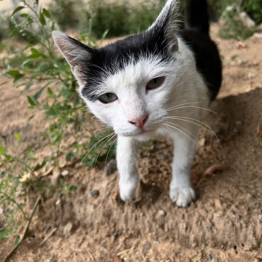Котенок