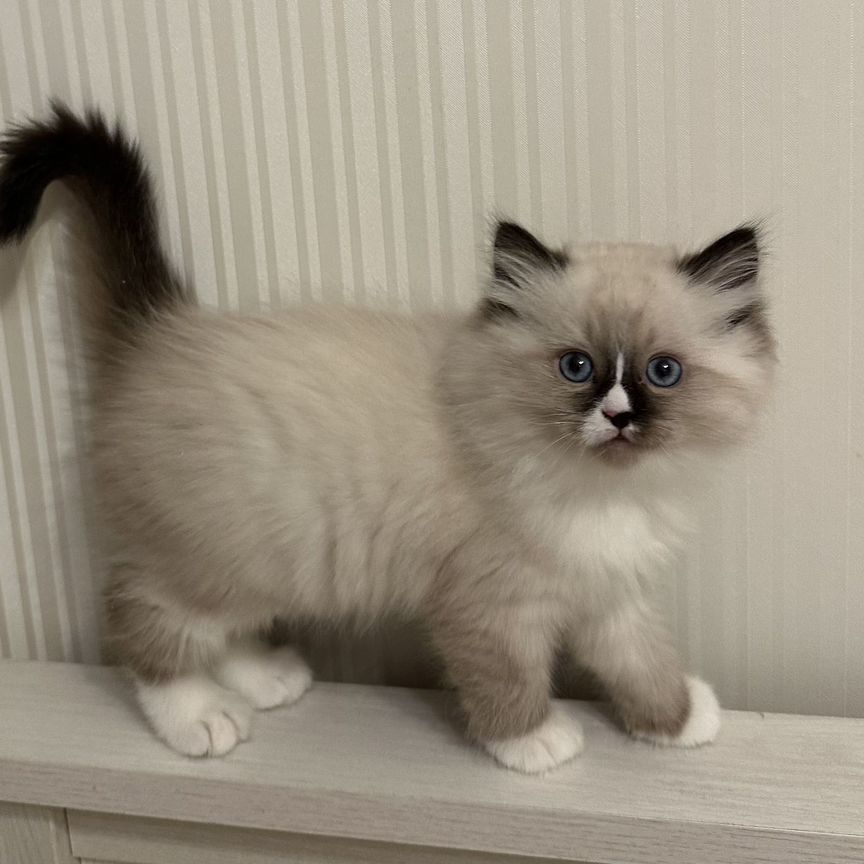 Рэгдолл котята с родословной