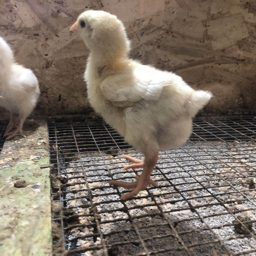 Цыплята бройлер *Cobb 500 FF *