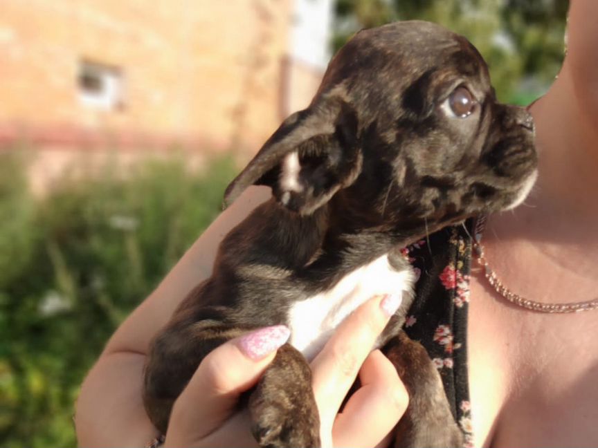 Мини французская булочка с док